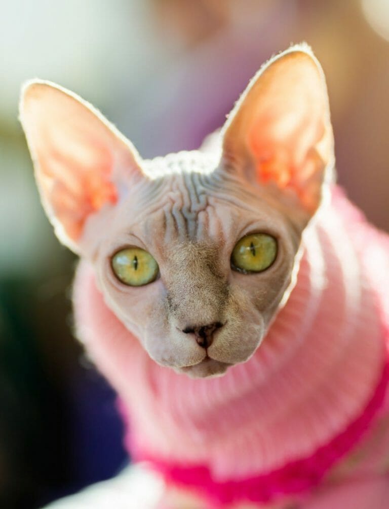 Hairless Cat Breeds - Hypoallergenic - Types of Hairless Cats - Sphynx
